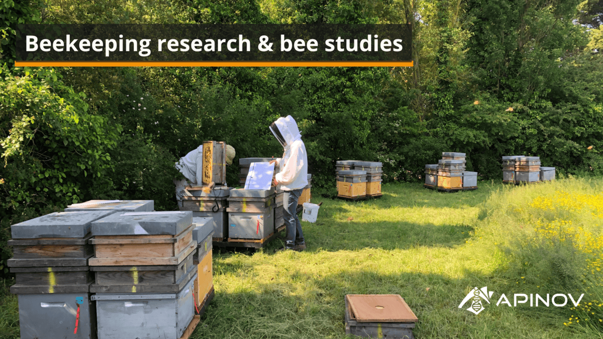 Research and beekeeping studies - APINOV